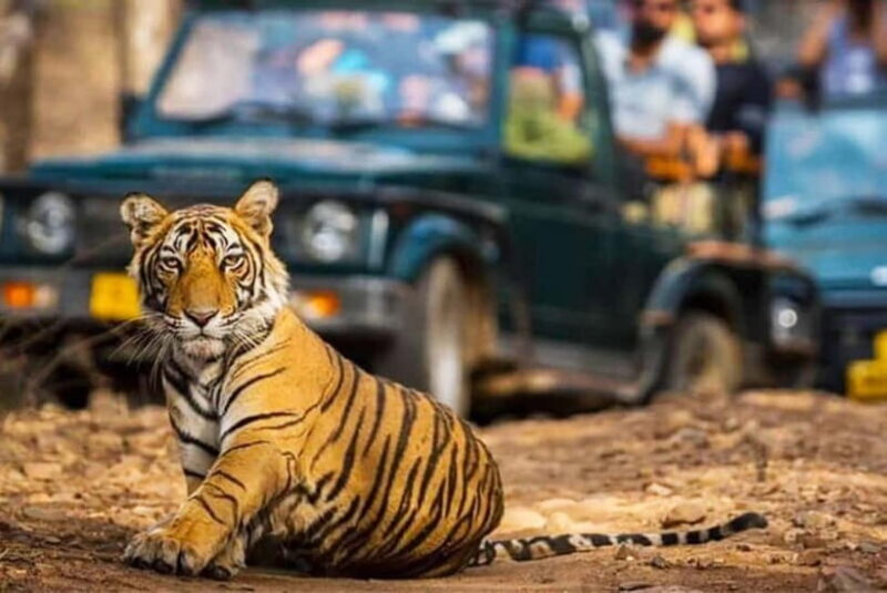 Ranthambore National Park: Jeep Safari from Sawai Madhopur - Authentic Encounters and Practical Tips