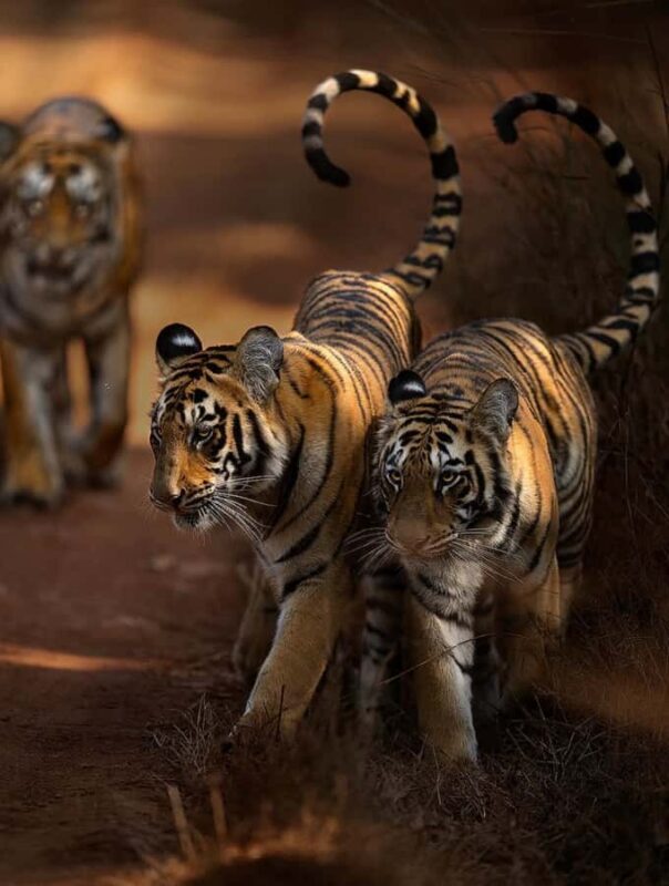 Ranthambore National Park Jeep Safari with & Expert Guide - An In-Depth Look at the Ranthambore Safari