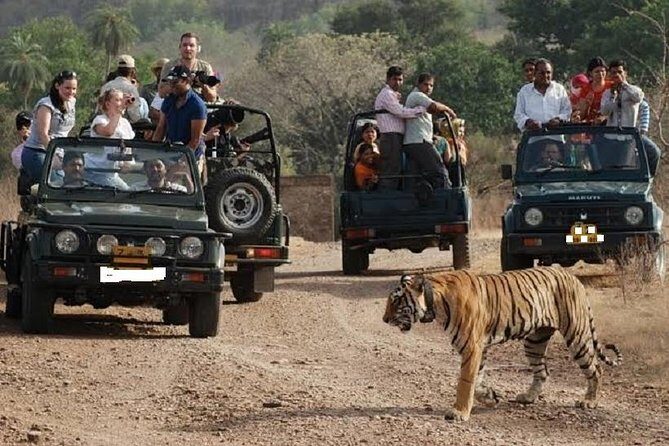 Ranthambore National Park one day safari From Jaipur - A Practical Guide to a Day at Ranthambore from Jaipur