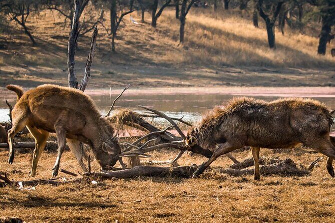 Ranthambore National Park one day safari From Jaipur - Final Thoughts