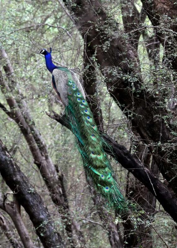 Ranthambore: National Park Park Safari Tickets in prime Zone - An Overview of Ranthambore Safari