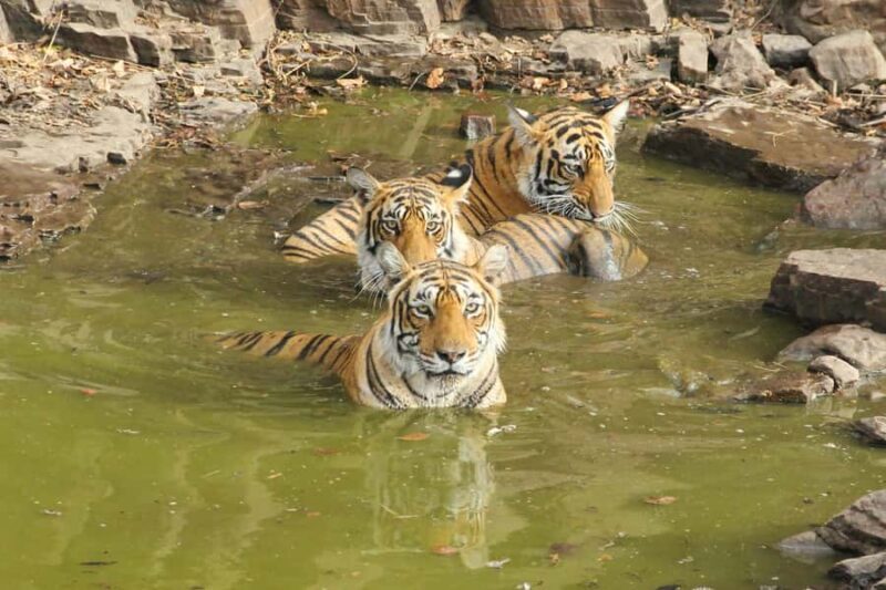 Ranthambore: National Park Park Safari Tickets in prime Zone - What to Expect from Your Safari