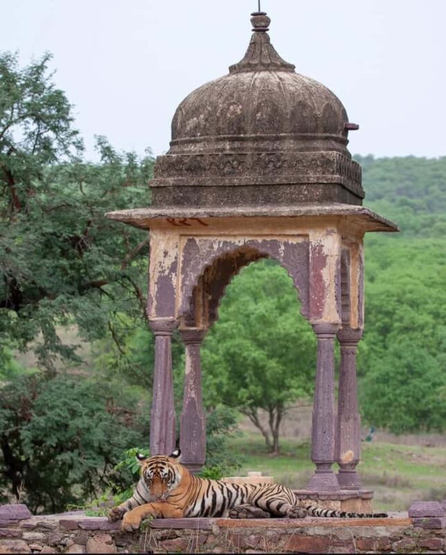 Ranthambore National Park Premium Jeep Safari with Guide - FAQ