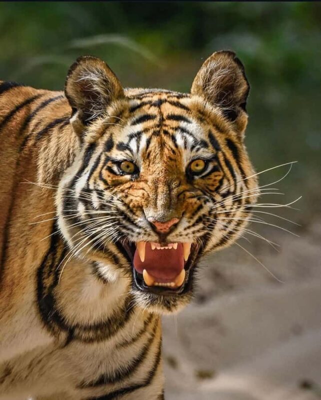 Ranthambore National Park: private gypsy Safari with Guide - Key Points