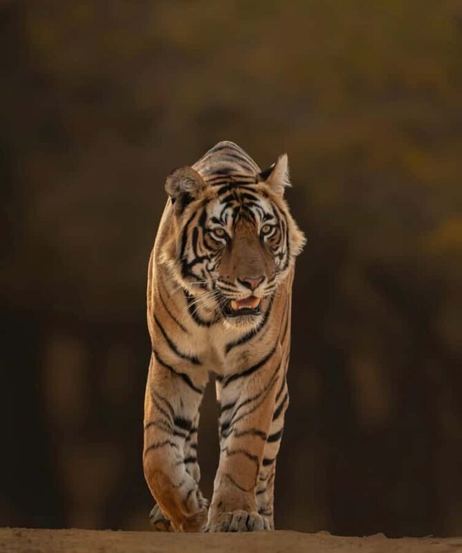 Ranthambore National Park: private gypsy Safari with Guide - An Introduction to Ranthambore’s Wilderness