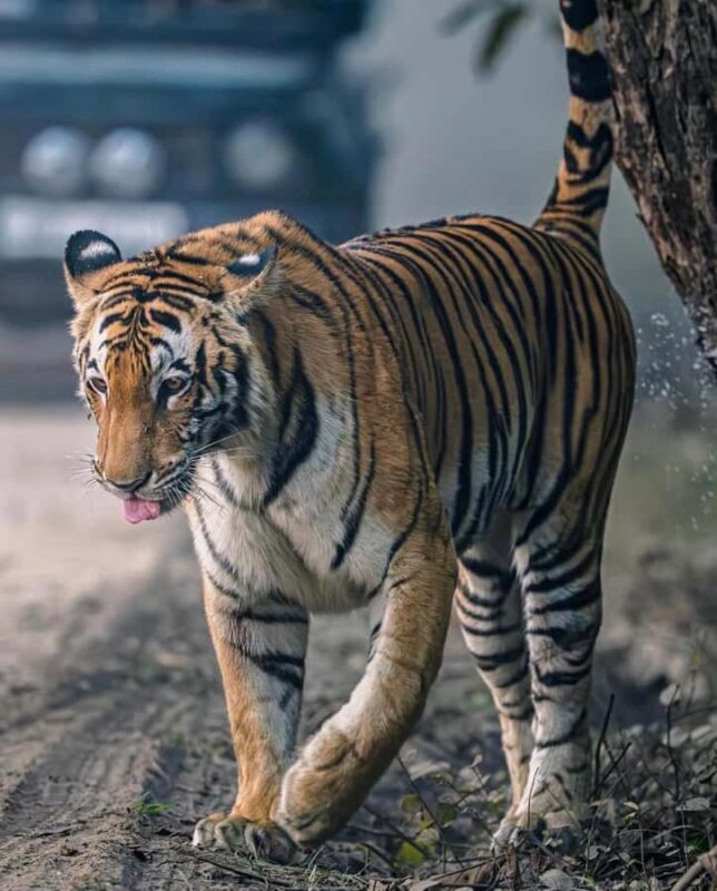 Ranthambore National Park: private gypsy Safari with Guide - Why Private Safari Offers Better Value
