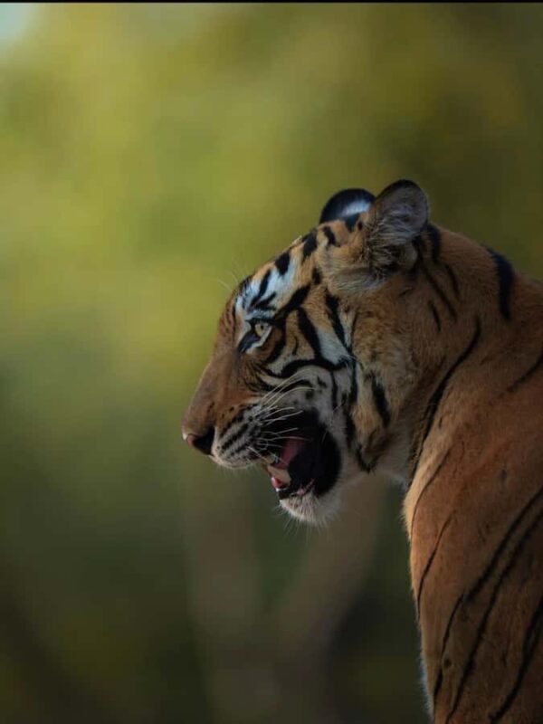 Ranthambore National Park: private gypsy Safari with Guide - Final Thoughts: A Wildlife Experience Worth Considering