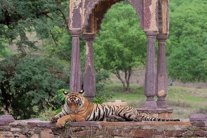 Ranthambore National Park Private Jeep Safari All inclusive - Who Will Appreciate This Safari?