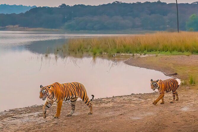 Ranthambore National Park Private Jeep Safari All inclusive - Practical Details and Value Analysis