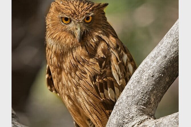 Ranthambore national park Safari Booking  Jeep & Canter Tours - What is the Ranthambore Safari Experience?