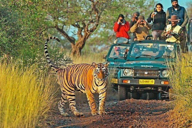 Ranthambore national park Safari Booking  Jeep & Canter Tours - The Sum Up