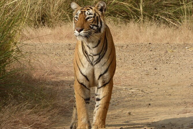 Ranthambore national park Safari Booking  Jeep & Canter Tours - FAQ
