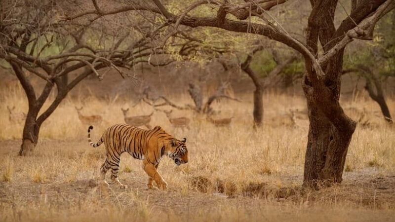 Ranthambore National Park: Safari Ticket with Pickup Option - Key Points