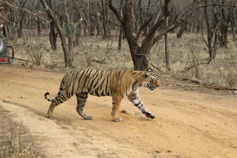 Ranthambore National Park: Safari Ticket with Pickup Option - What the Tour Is All About