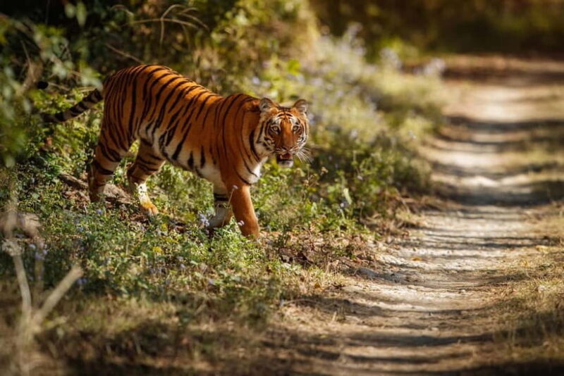 Ranthambore National Park: Safari Ticket with Pickup Option - Wildlife and Sightings