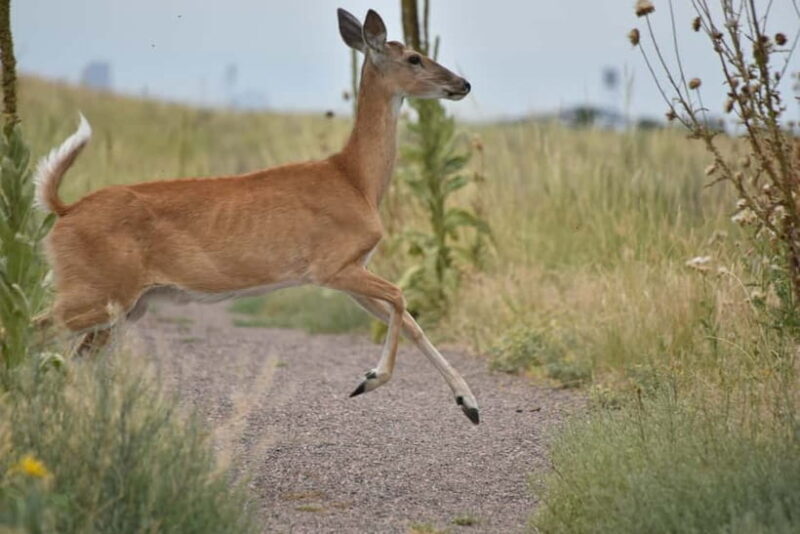 Ranthambore National Park: Safari Ticket with Pickup Option - The Practical Side: What to Expect