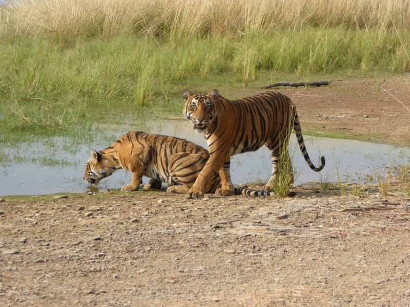 Ranthambore National Park - Introduction: An Inviting Option for Wildlife Lovers