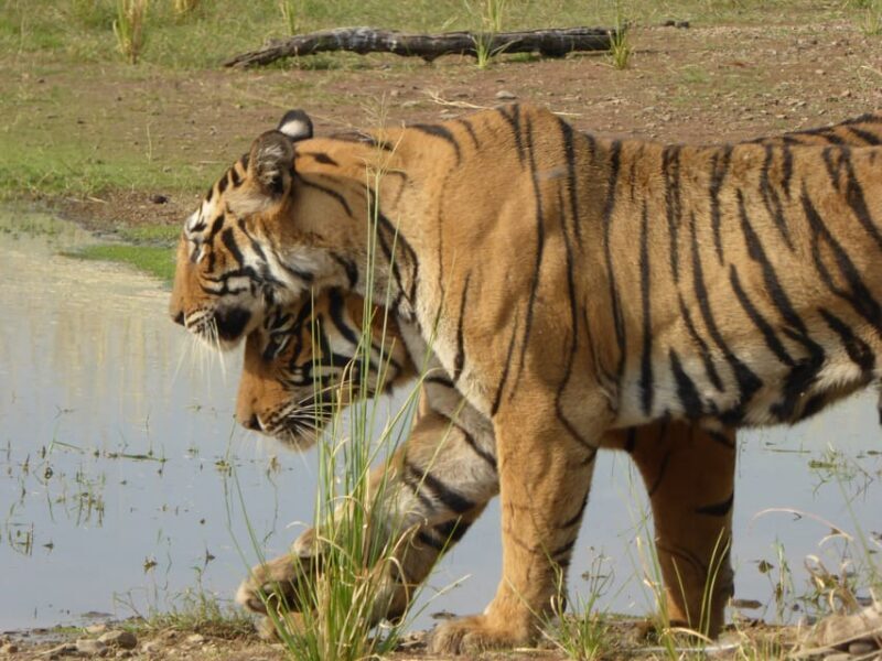 Ranthambore National Park - What You Can Expect to See