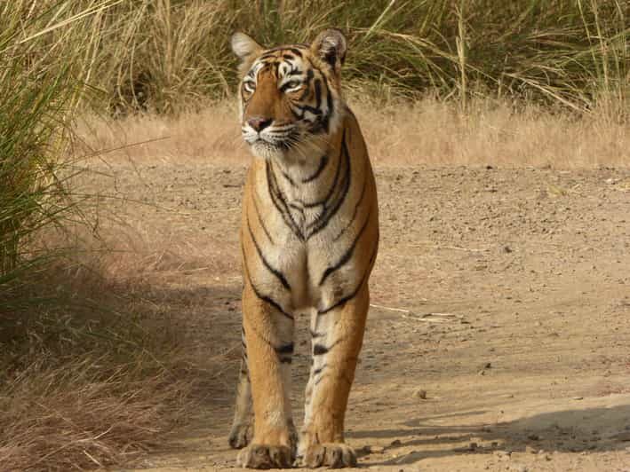 Ranthambore National Park - The Practicalities: Transportation, Timing, and Group Size