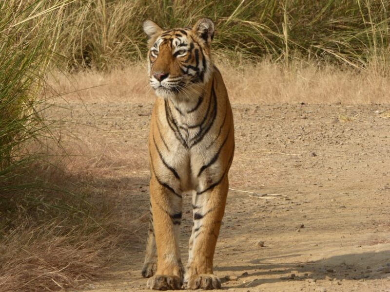 Ranthambore National Park - Authentic Encounters and Wildlife Photography