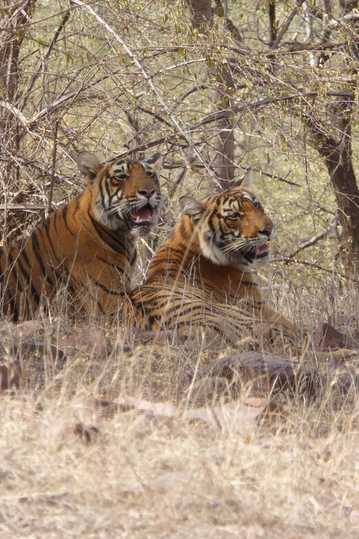 Ranthambore National Park - The Value of the Experience