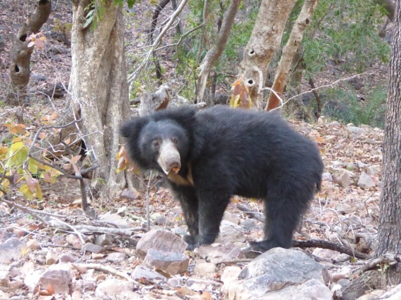 Ranthambore National Park - Who Should Consider This Safari?