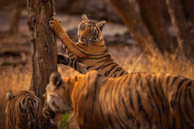 Ranthambore National Park : Wildlife Safari - A Closer Look at the Safari Experience