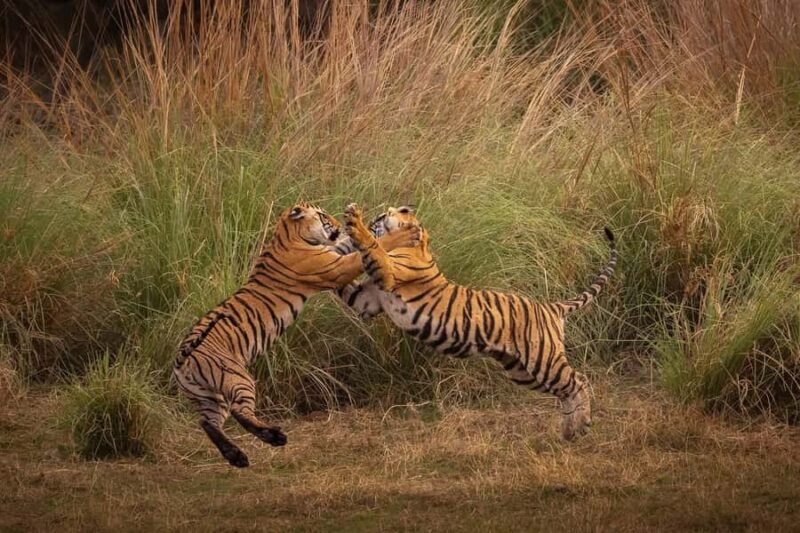 Ranthambore National Park : Wildlife Safari - Authenticity and Practicalities