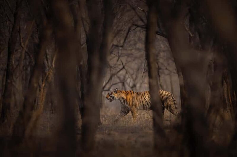 Ranthambore National Park : Wildlife Safari - Final Thoughts: Who Should Book This Safari?