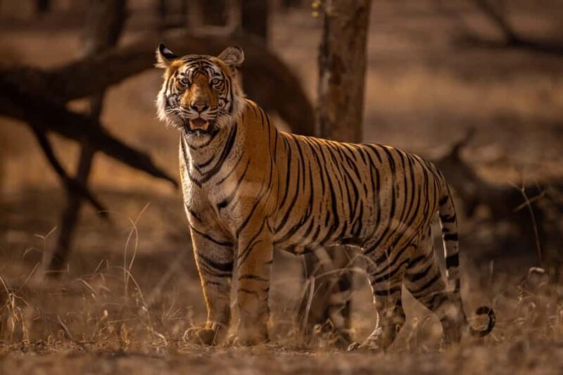 Ranthambore National Park : Wildlife Safari - FAQ