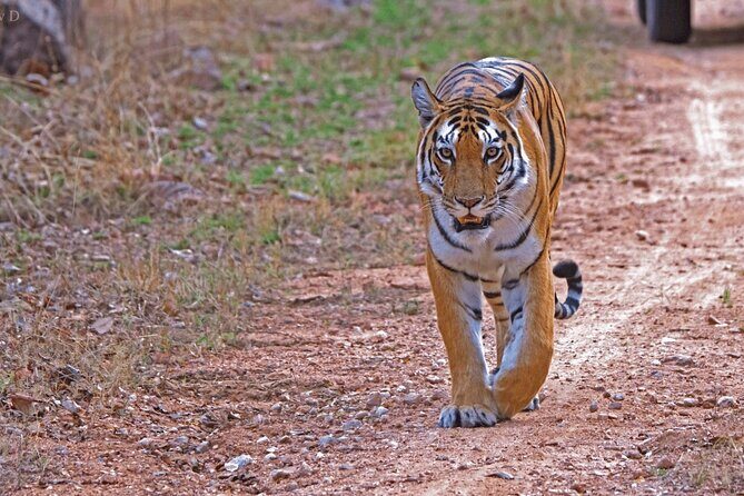Ranthambore Official Guided Tiger Safari in Sharing Canter - The Itinerary: What to Expect During Your Safari