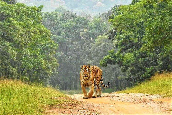 Ranthambore Official Guided Tiger Safari in Sharing Canter - What Travelers Can Expect: The Real Deal