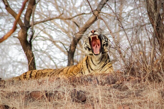Ranthambore Official Guided Tiger Safari in Sharing Canter - Analyzing the Price and Value