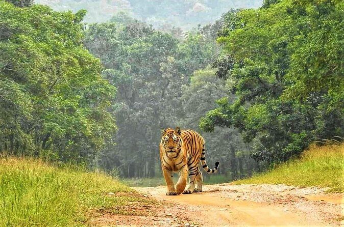 Ranthambore Official Guided Tiger Safari in Sharing Canter - Who Will Enjoy This Tour?