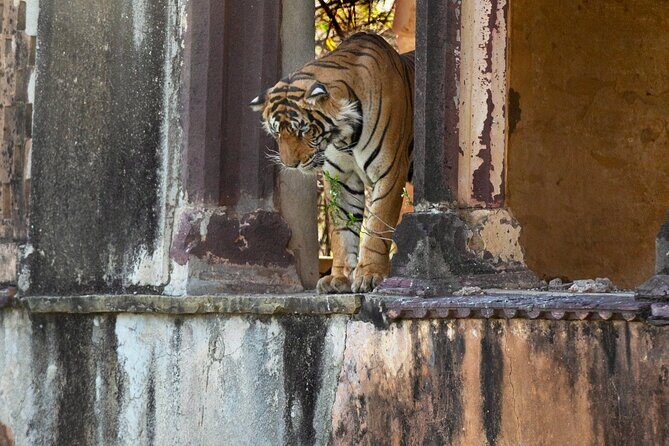 Ranthambore Private Jeep Safari - Practical Tips for Your Safari Experience