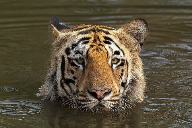 Ranthambore Private Jeep Safari - Who Should Consider This Tour?