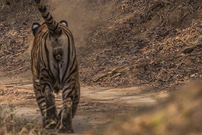 Ranthambore Private Jeep Safari - The Sum Up: Is It Worth It?