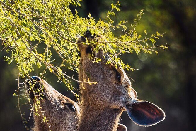 Ranthambore Private Jeep Safari - FAQ