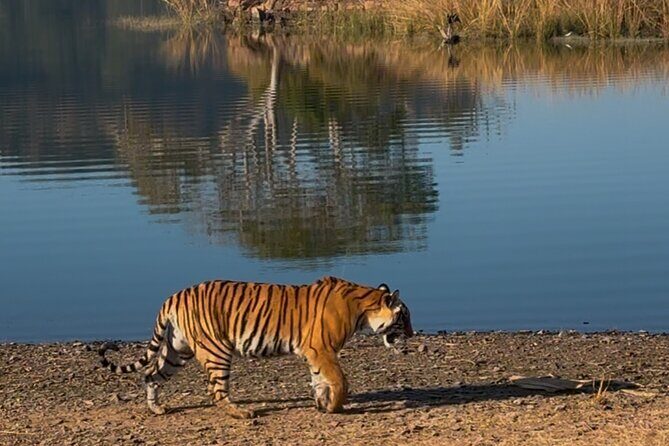 Ranthambore Private Jeep Safari Tour - Final Thoughts: Is It Worth It?