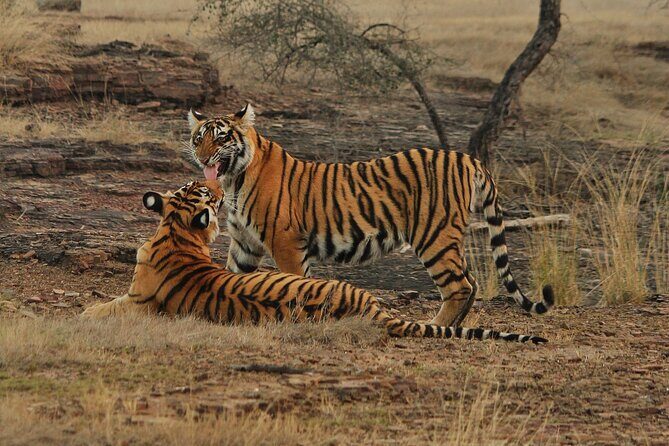 Ranthambore Safari Booking - Ranthambore Safari Booking: A Close-Up Look at India’s Wild Heart