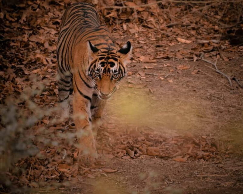 Ranthambore safari by Canter ( 20 seater bus) - Key Points