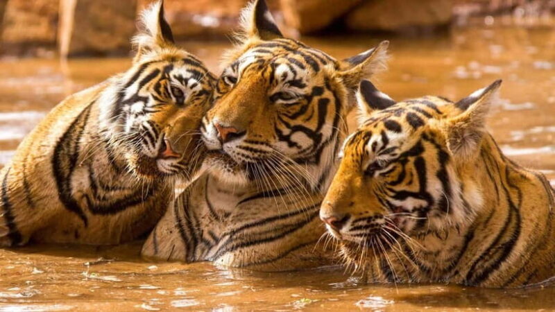 Ranthambore Safari Trip - Ranthambore Safari Trip: A Wild Adventure in Rajasthan