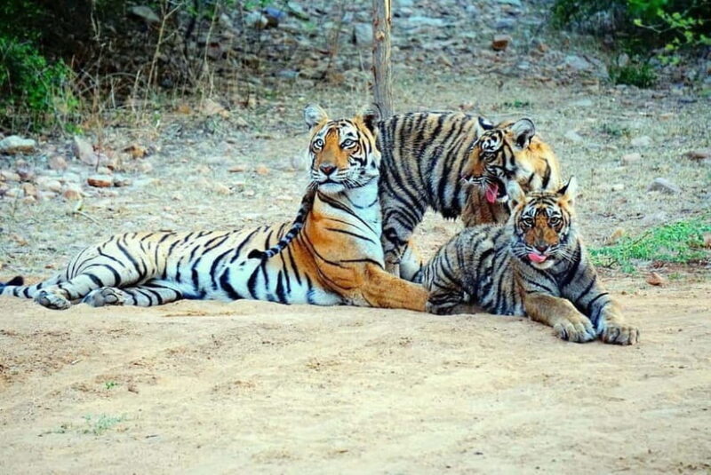 Ranthambore Safari Trip - Who Should Consider This Safari?