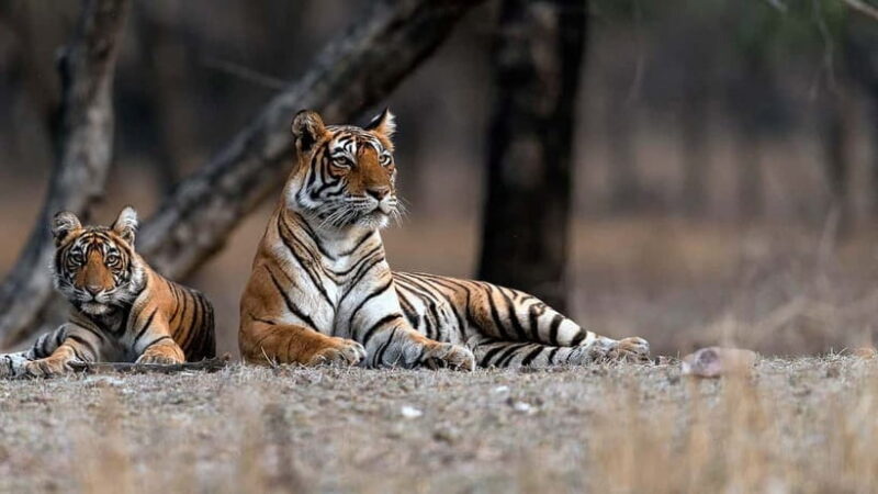 Ranthambore Safari Trip - Final Thoughts