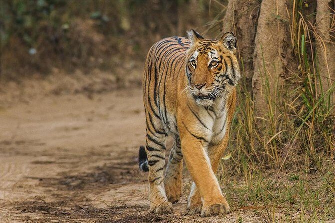 Ranthambore Same Day Experience - A Deep Dive into the Ranthambore Same Day Experience