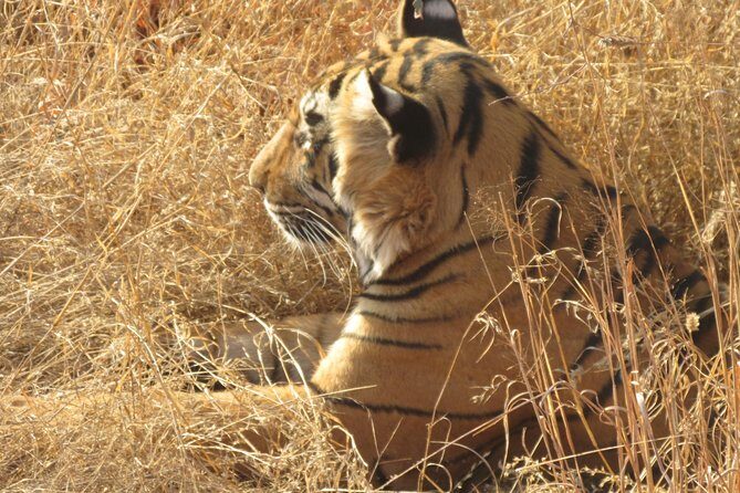 Ranthambore Same Day Experience - Authentic Experiences and Traveler Feedback