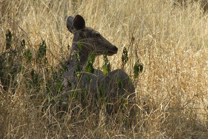 Ranthambore Same Day Experience - The Sum Up: The Value of the Ranthambore Same Day Experience