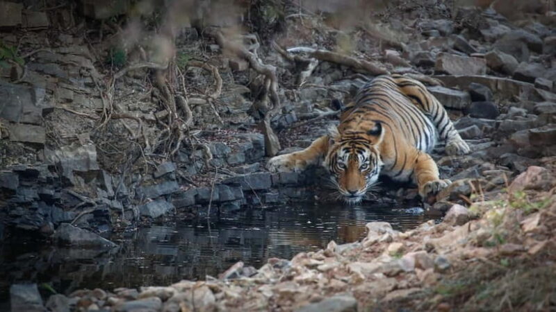 Ranthambore: Shared Tiger Safari in Canter or Gypsy - Wildlife Encounters and Sightings