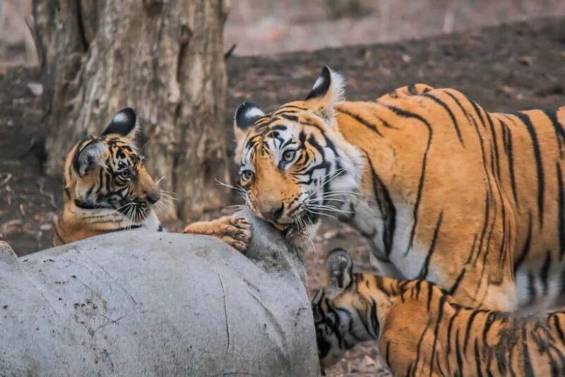 Ranthambore: Skip-the-Line Tiger Safari in Sharing Canter - Key Points