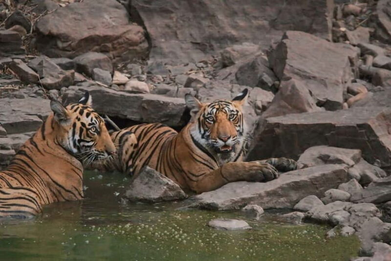 Ranthambore: Skip-the-Line Tiger Safari in Sharing Canter - Final Thoughts: Is This the Safari for You?